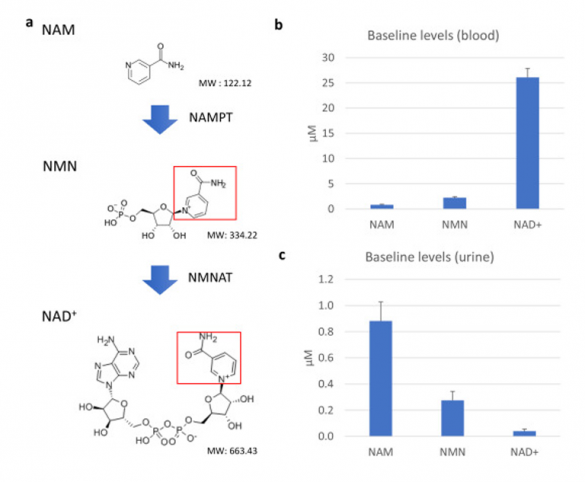 Sự khác biệt giữa NMN và NAD+ như thế nào? - Trương Ái Hân